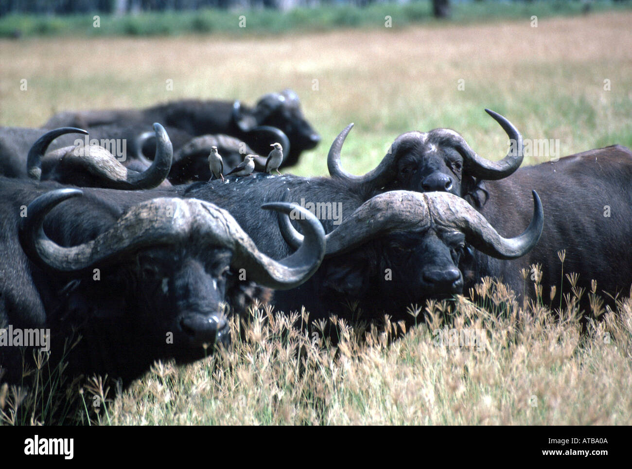 African buffalo ngorongoro crater hi-res stock photography and images ...