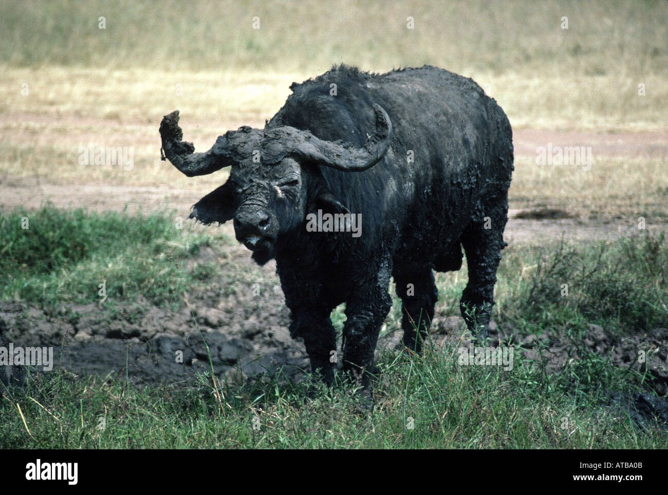 African Buffalo Masai Mara National Reserve Kenya Africa Stock Photo ...