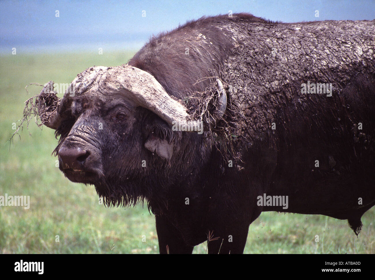African Buffalo Masai Mara National Reserve Kenya Africa Stock Photo ...