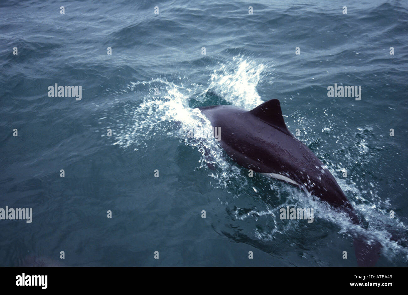 Heavisidii High Resolution Stock Photography and Images - Alamy