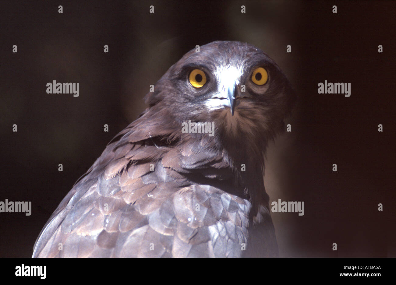 Zimbabwean bird hi-res stock photography and images - Alamy