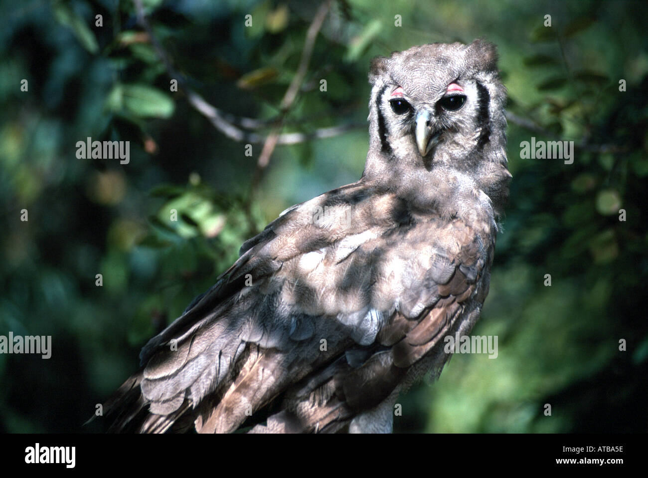 Giant Eagle Owl Malawi Africa Bubo lacteus Stock Photo - Alamy