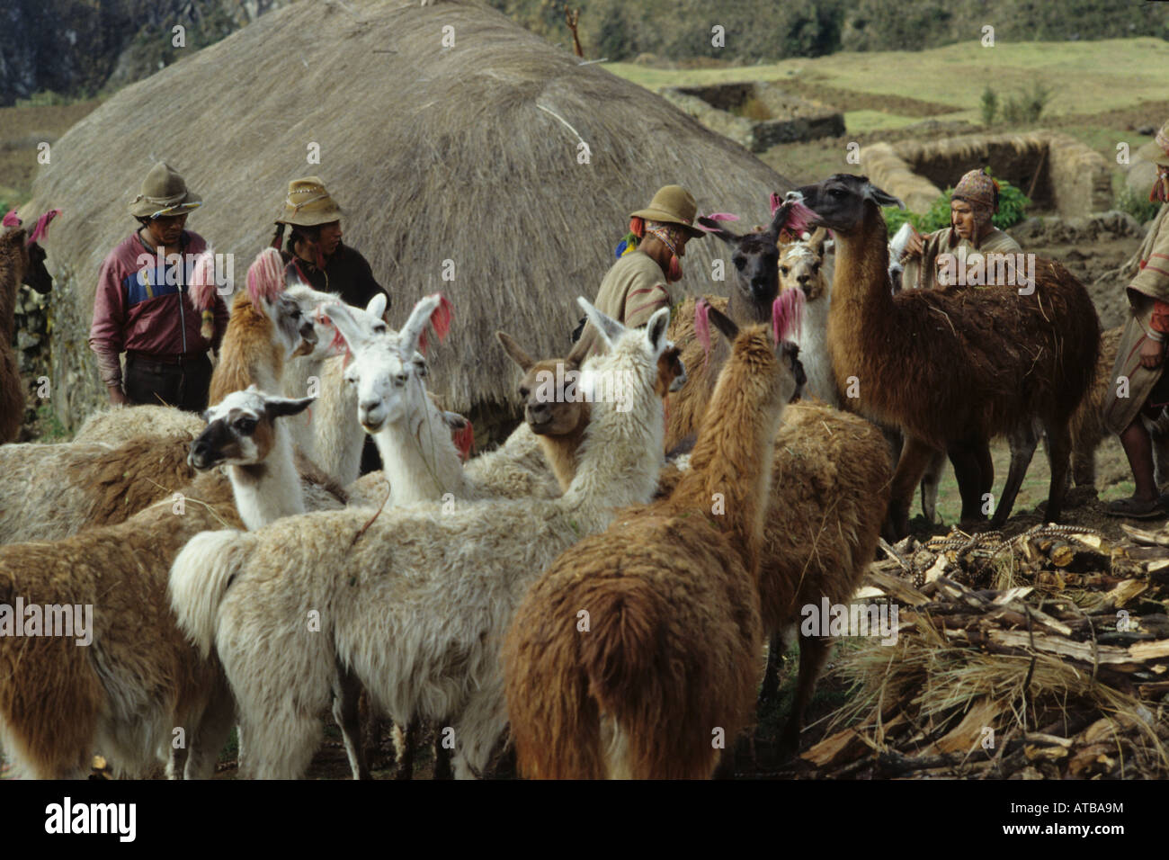 Native Quechua Indians of Qero community herding their llamas to the ...
