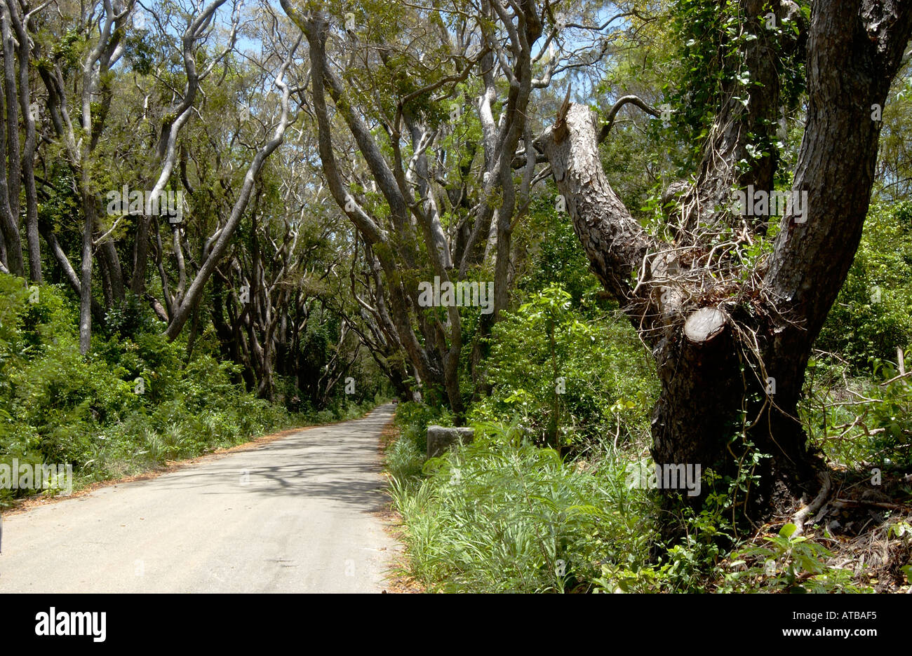 Road up to Cherry Tree Hill St Andrew Barbados Stock Photo - Alamy