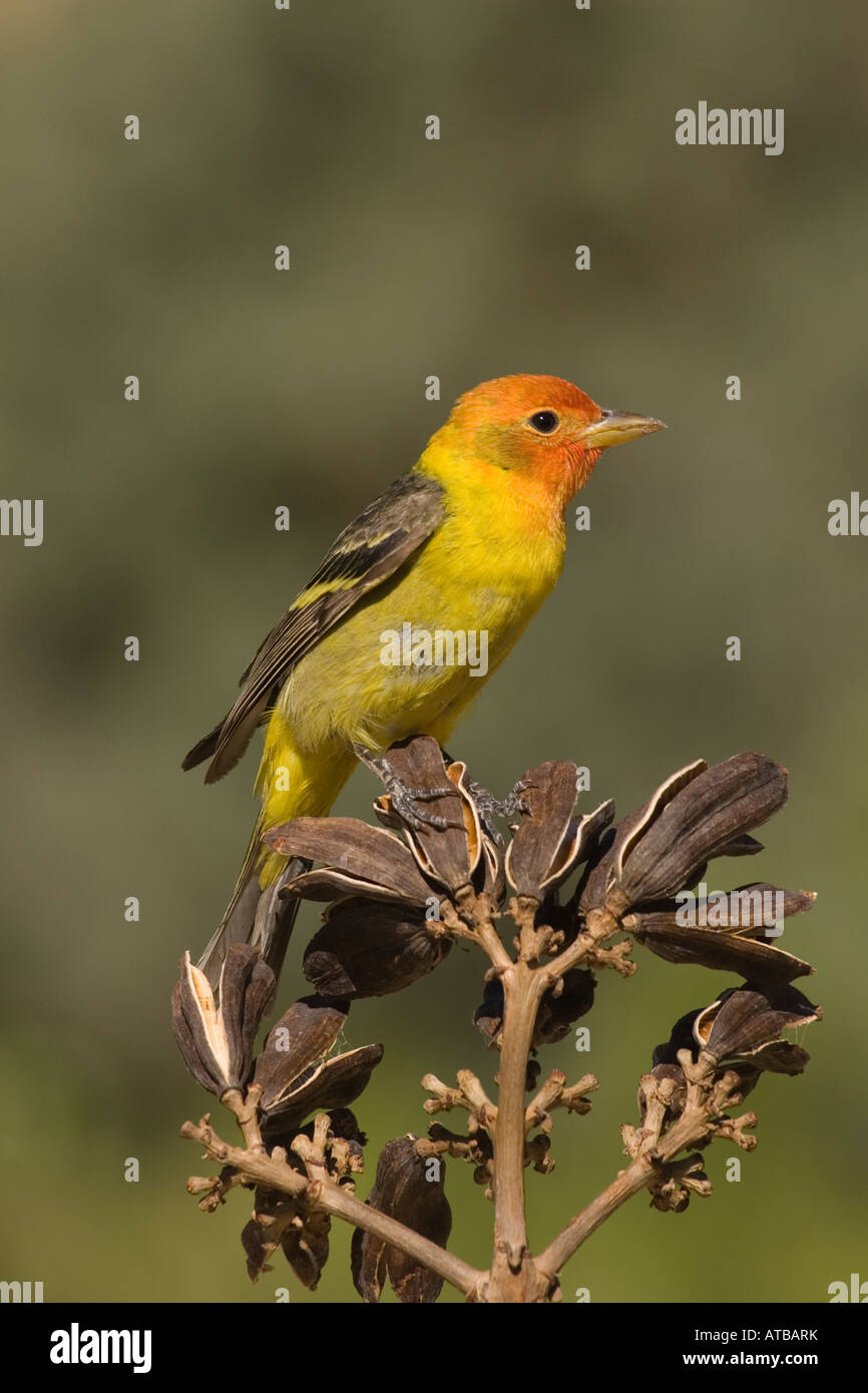 Western Tanager male, Piranga ludoviciana, on dried agave seed pods ...