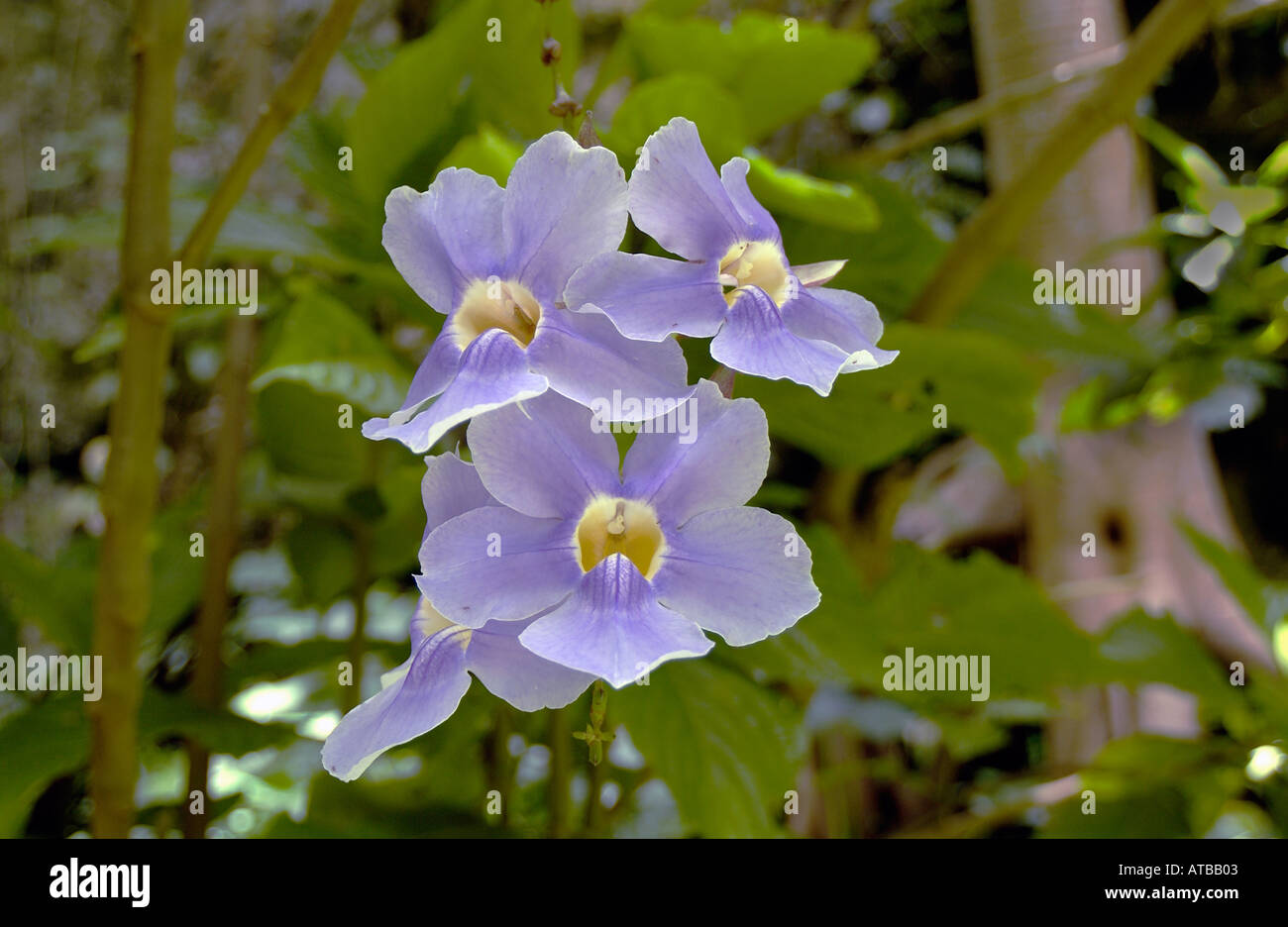 Native welshman hi-res stock photography and images - Alamy