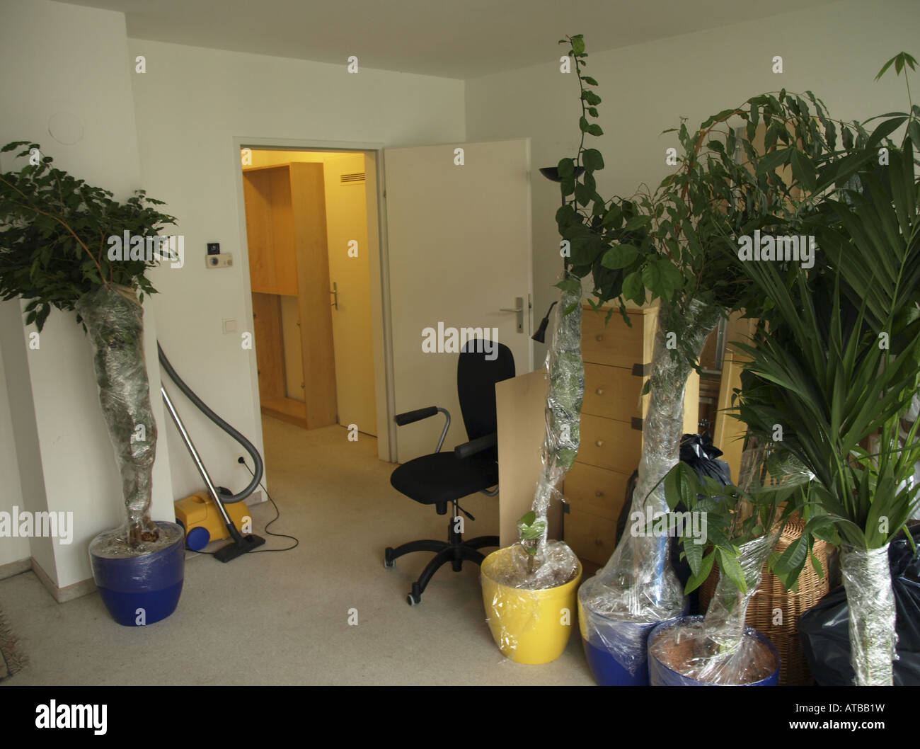 wrapped indoor plants for a move Stock Photo - Alamy