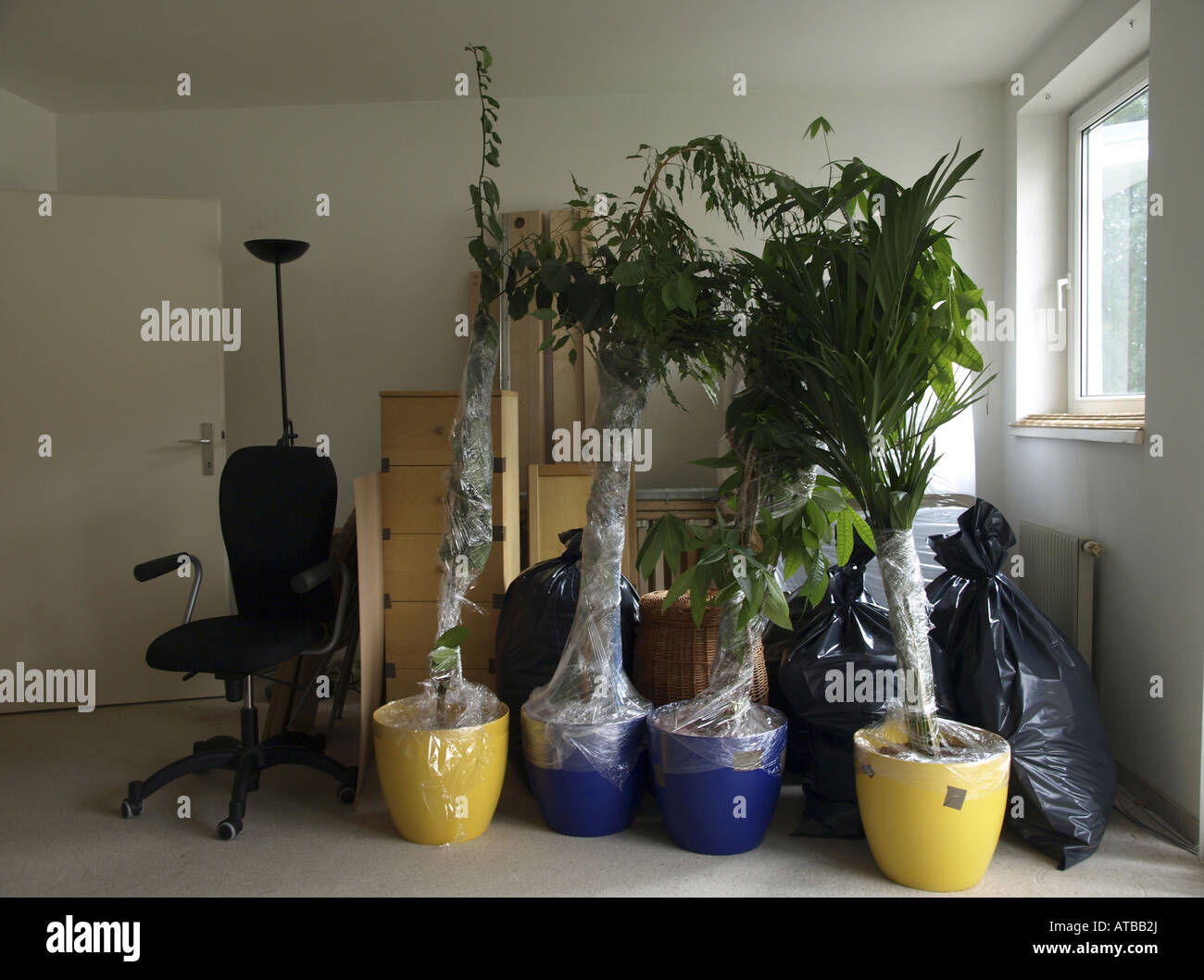 wrapped indoor plants for a move Stock Photo - Alamy