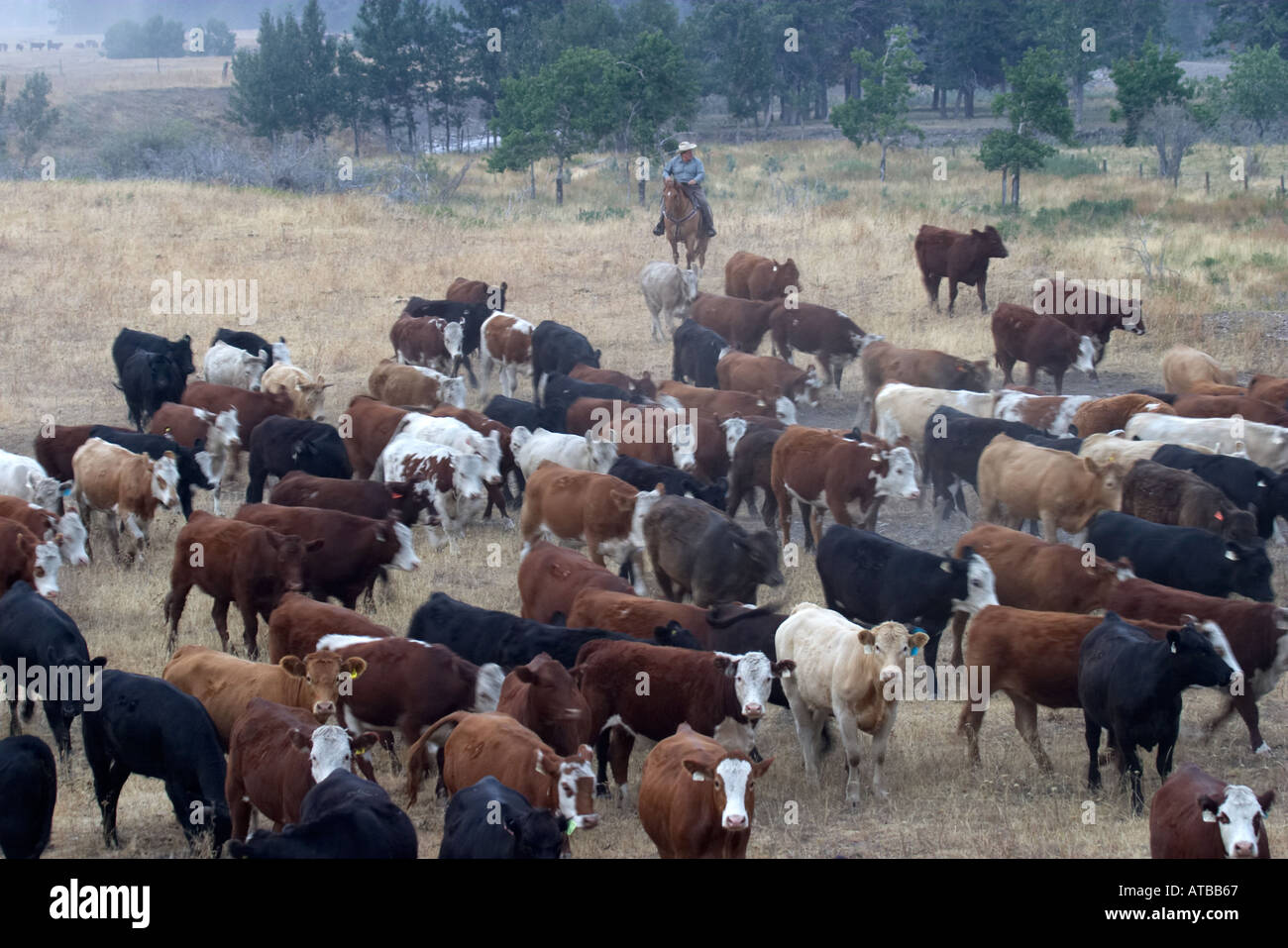 Cattle Round up Alberta Stock Photo - Alamy