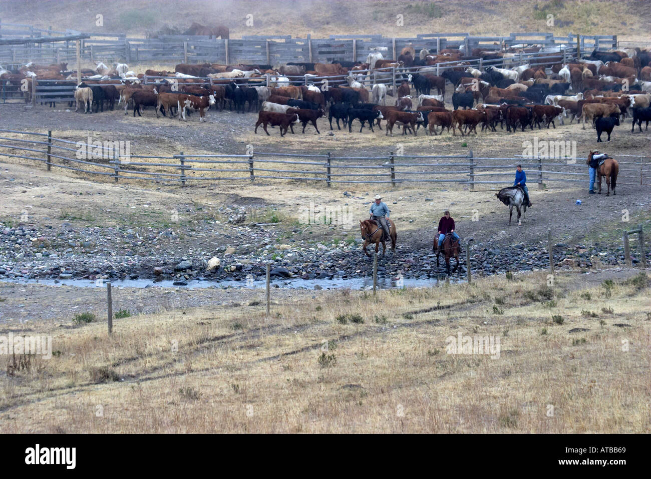 Cattle Round up Alberta Stock Photo - Alamy
