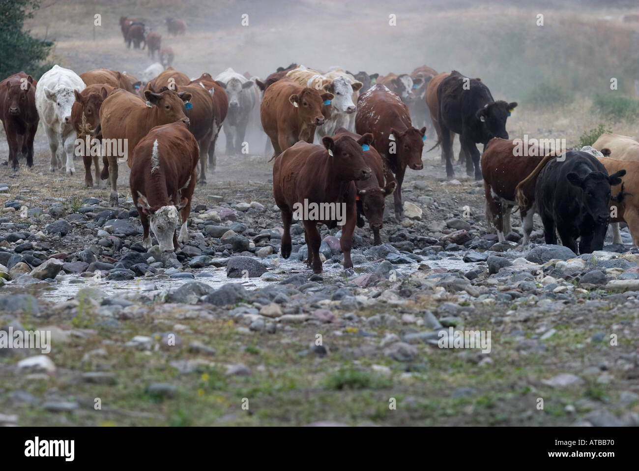 Cattle Round up Alberta Stock Photo - Alamy