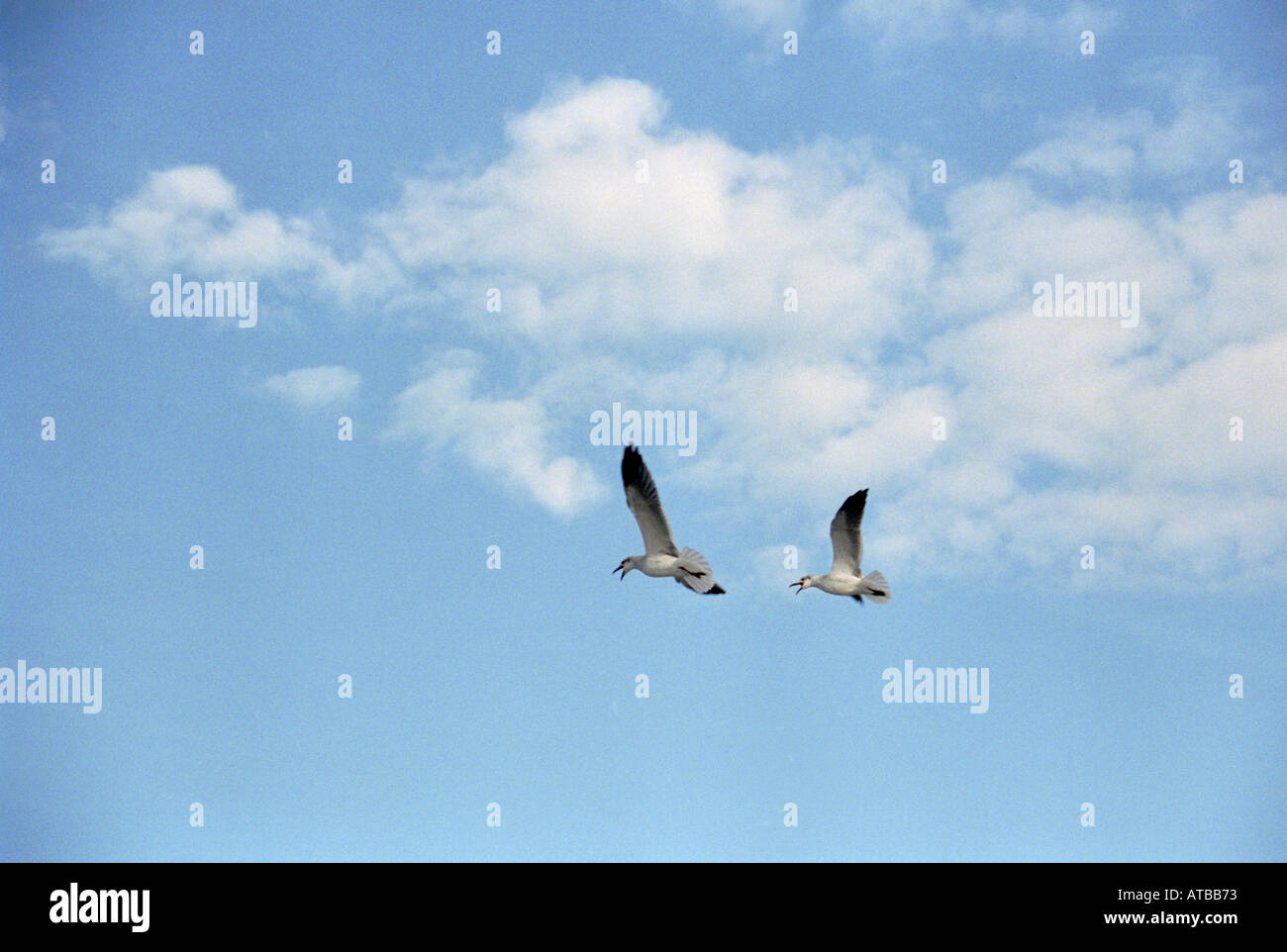 Two seagulls flying in a blue sky with clouds Stock Photo - Alamy