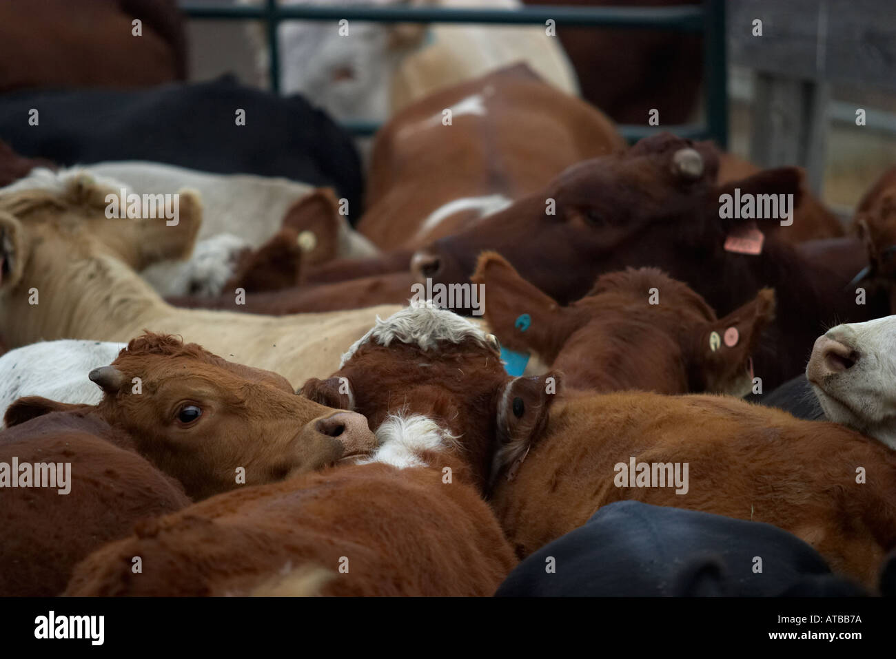 Cattle Round up Alberta Stock Photo - Alamy
