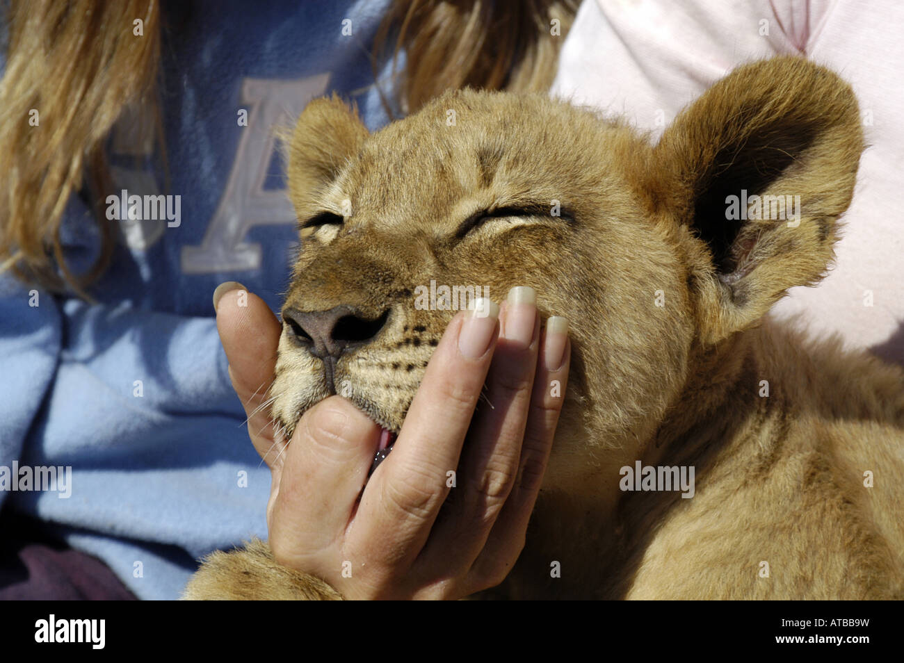 Lion cub suckling on finger Stock Photo - Alamy