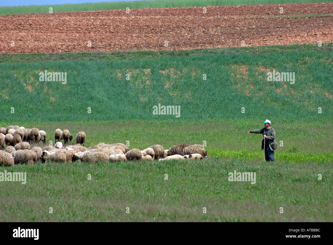 Grazier hi-res stock photography and images - Alamy