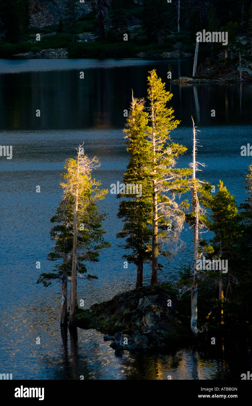 Pine trees growing next to alpine Suzie Lake Desolation Wilderness El ...