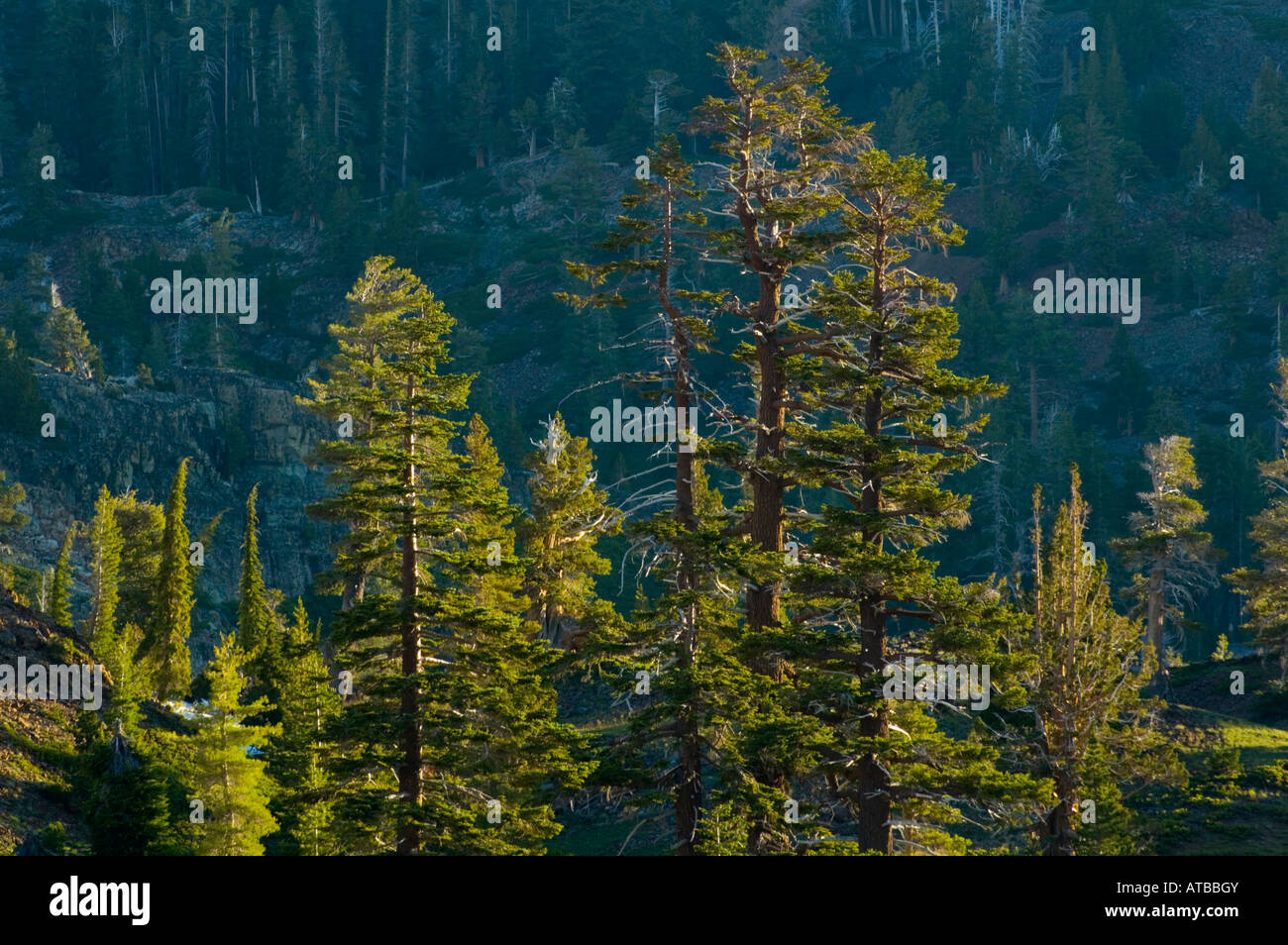 Pine tree in morning light Desolation Wilderness El Dorado National ...