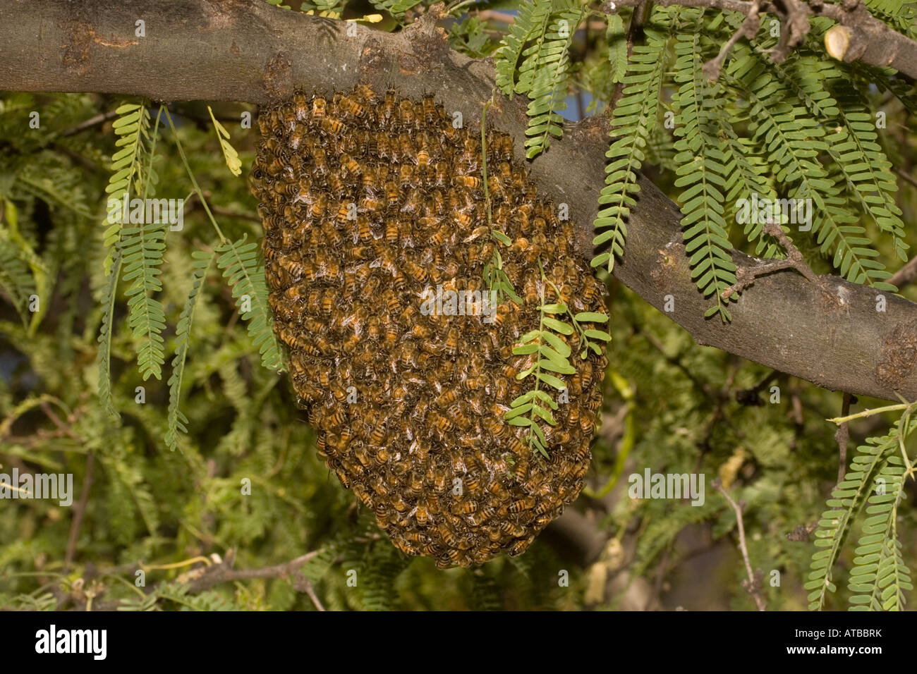 Honey Bee, Apis mellifera, swarm in mesquite tree Stock Photo - Alamy