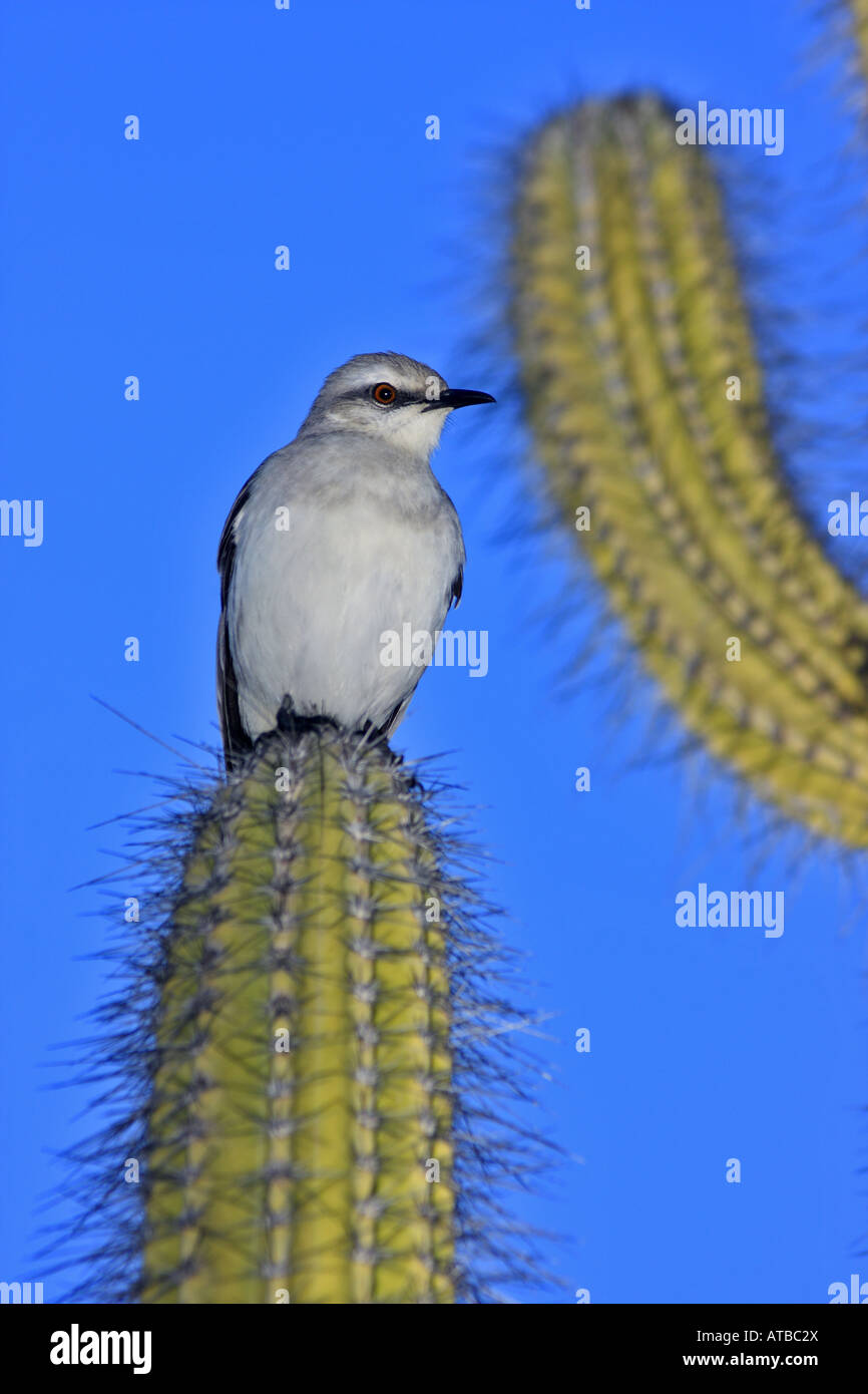 Mockingbird caribbean bonaire cactus hi-res stock photography and ...