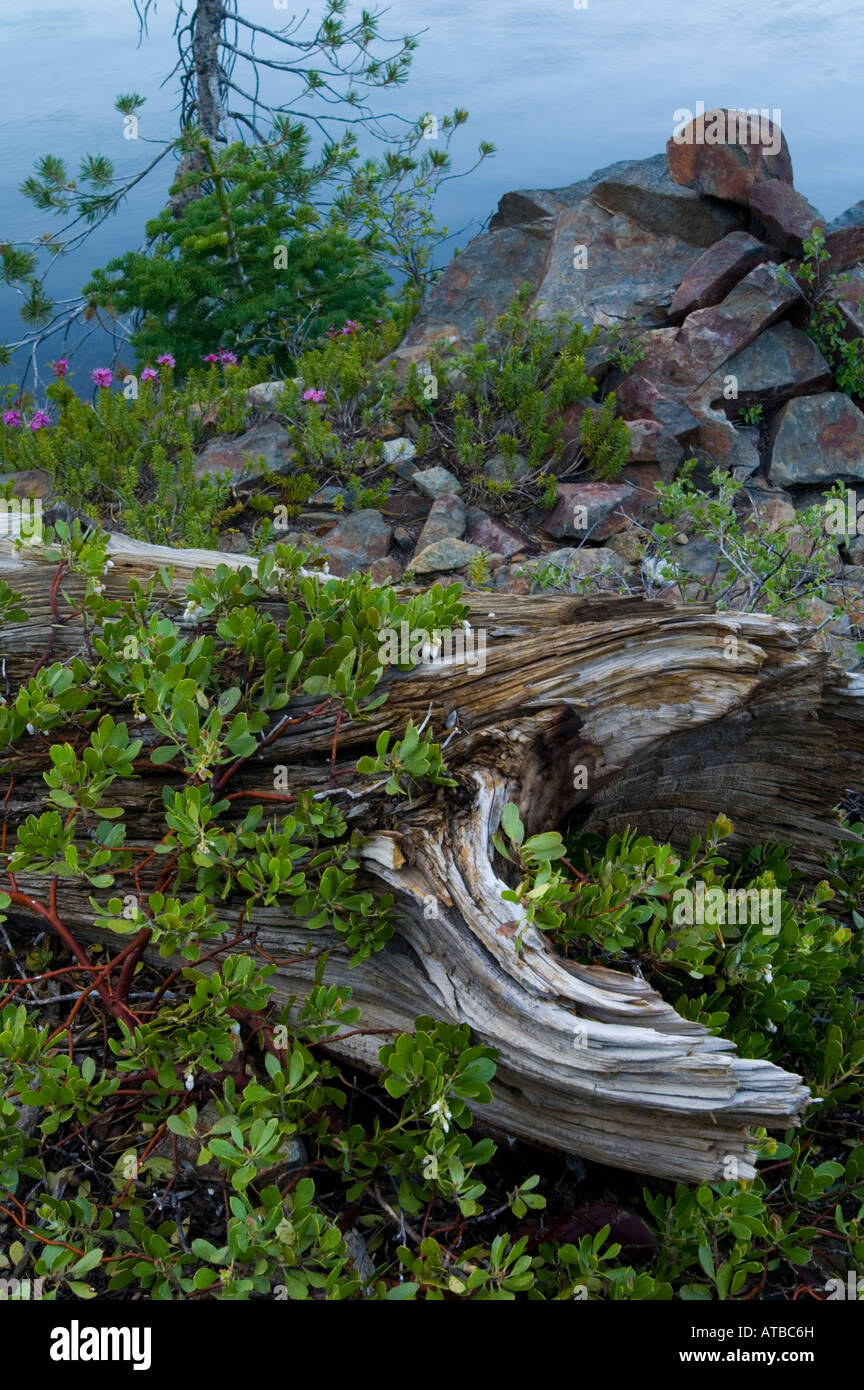 Desolation wilderness alpine forest hi-res stock photography and images ...