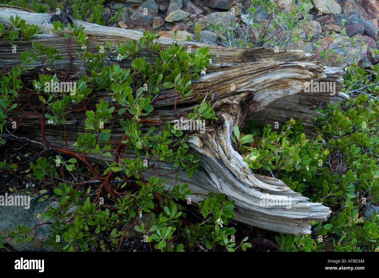 Fallen tree stump and rocks Desolation Wilderness El Dorado National ...