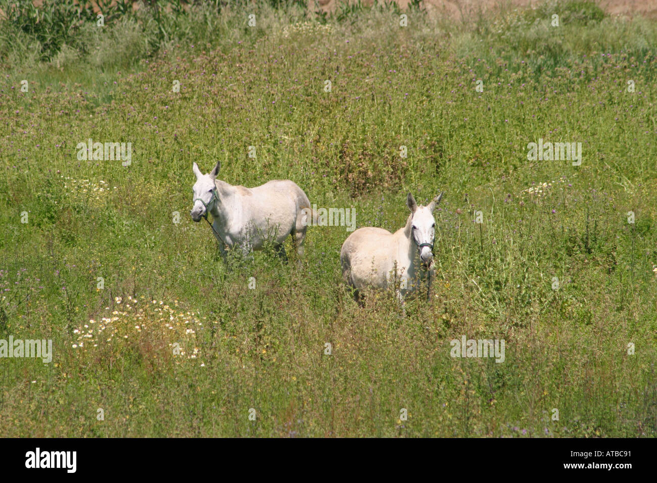 Two mules hi-res stock photography and images - Alamy