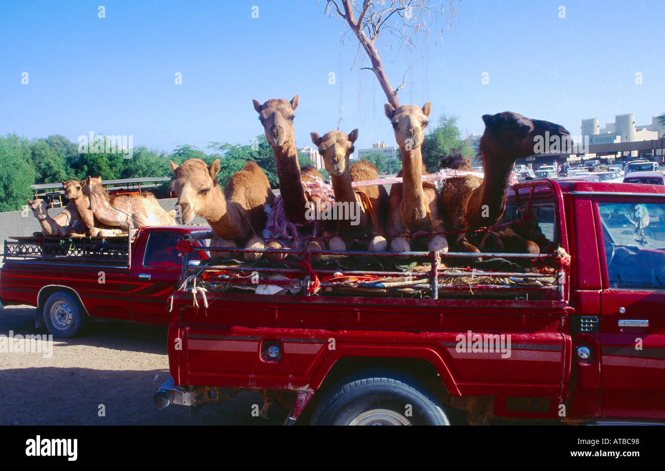 Abu Dhabi UAE Al Ain Camels In Pick UpTruck Stock Photo - Alamy