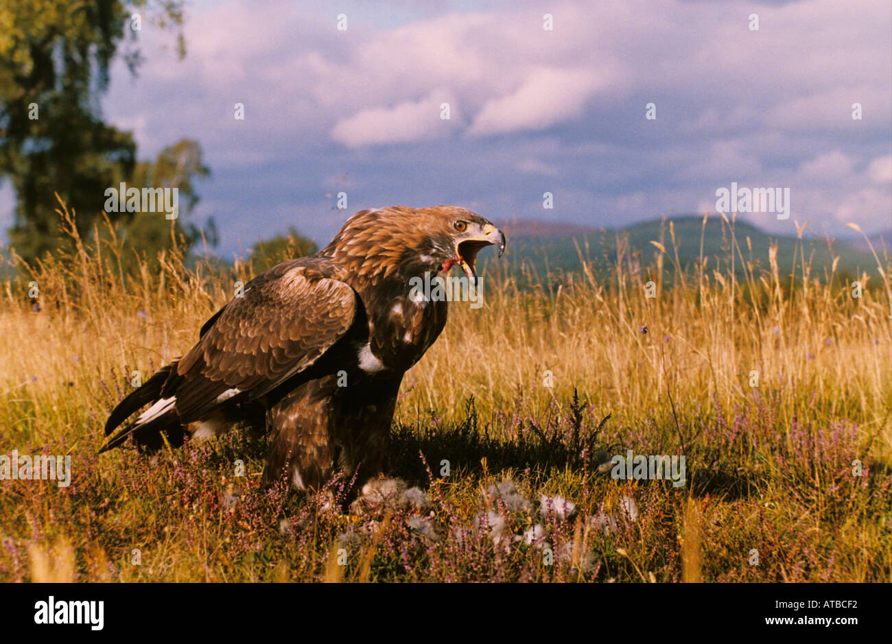 Golden Eagle Aquila chrysaetos feeding on Mountain Hare Speyside in ...