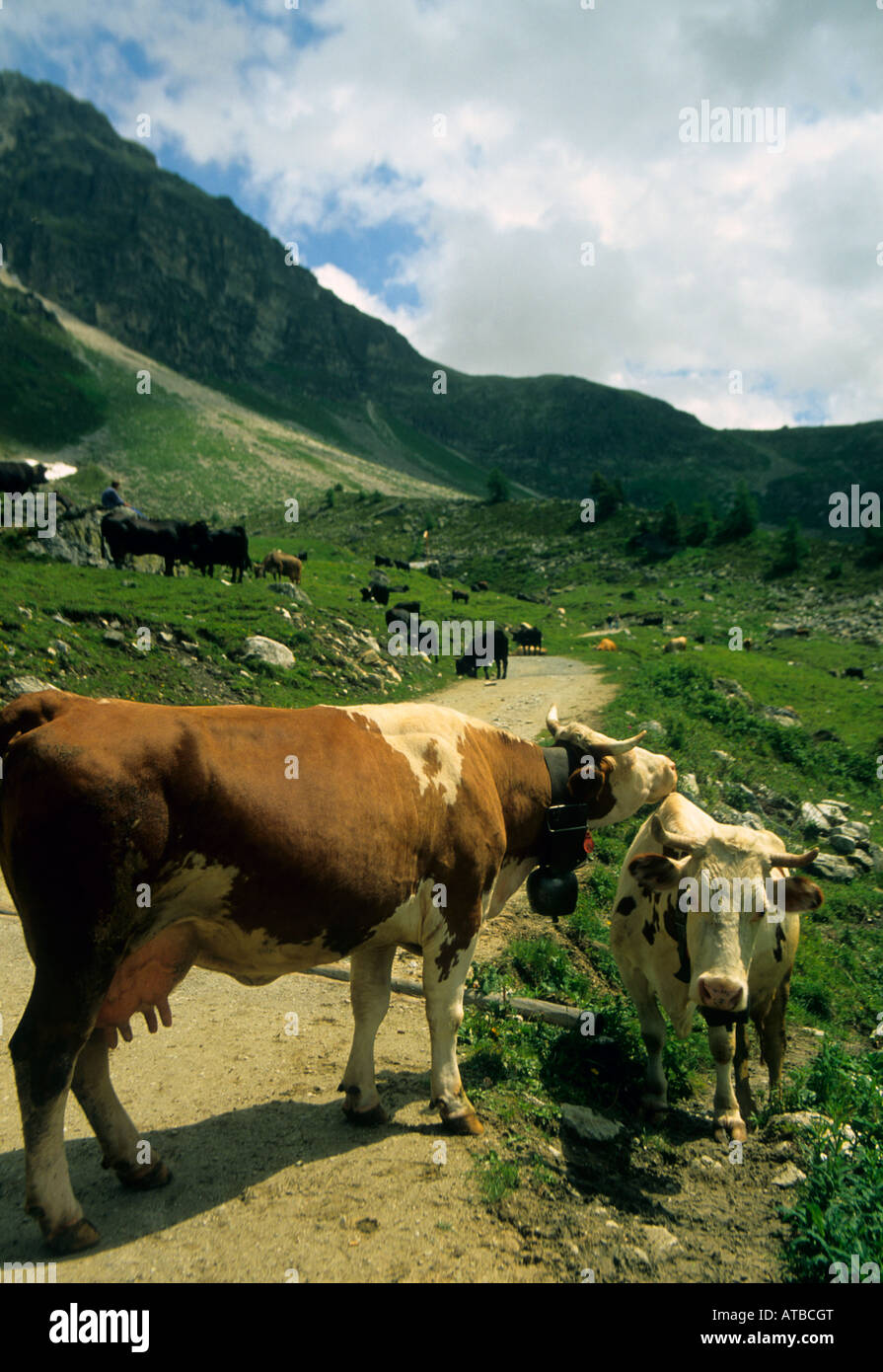 Cows in Swiss Alps Stock Photo - Alamy