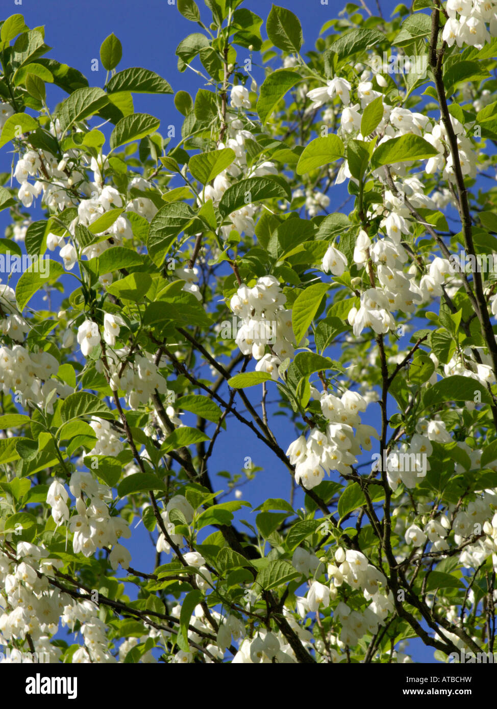 Two-winged silverbell (Halesia diptera Stock Photo - Alamy