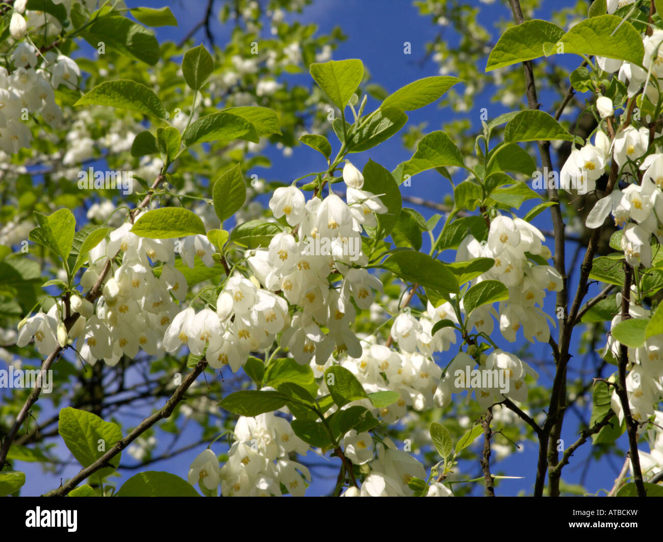 Two-winged silverbell (Halesia diptera Stock Photo - Alamy