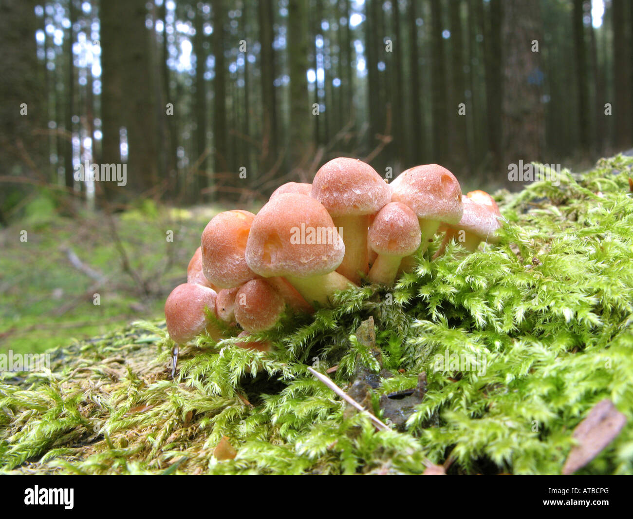 Brick tuft hypholoma lateritium hi-res stock photography and images - Alamy