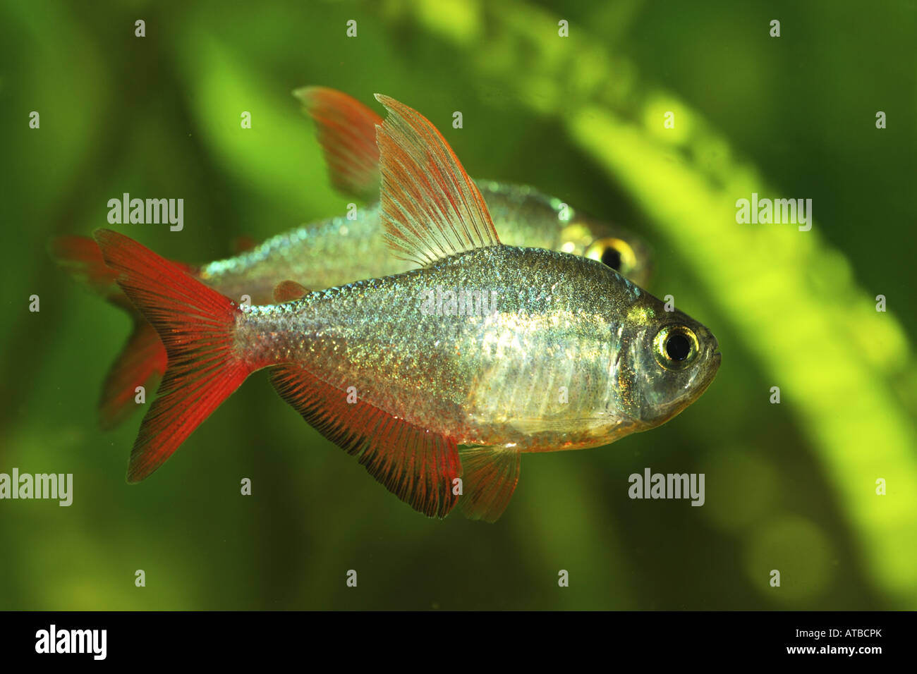 Columbian Tetra