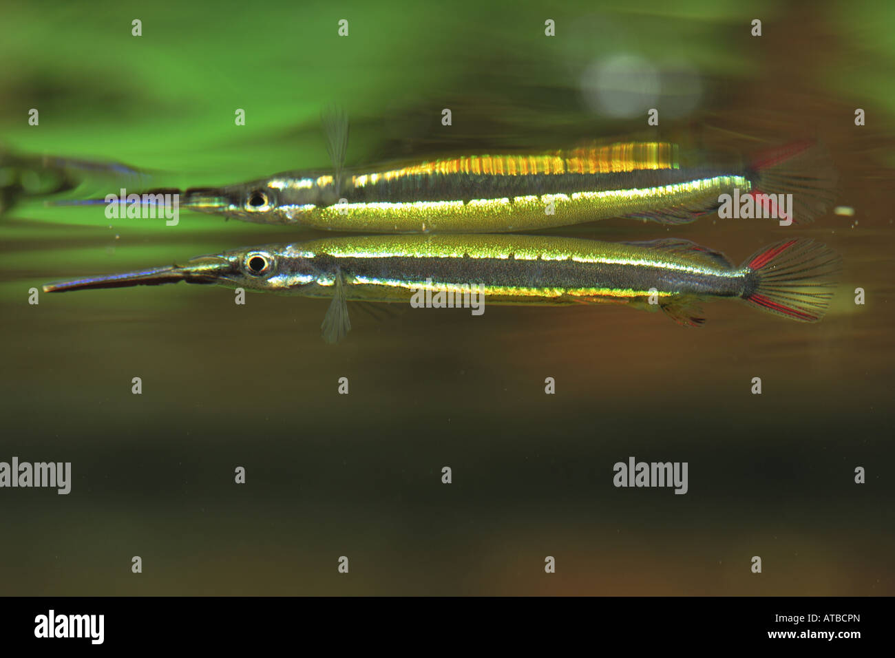 Halfbeak (Hemirhamphodon tengah), male, 65 mm Stock Photo - Alamy