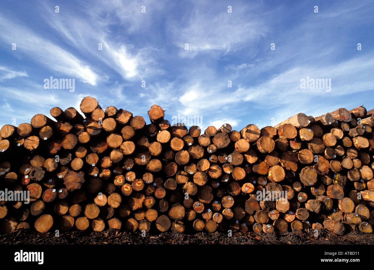 cut tree logs in Tasmania Photo by Bruce Miller © Stock Photo - Alamy