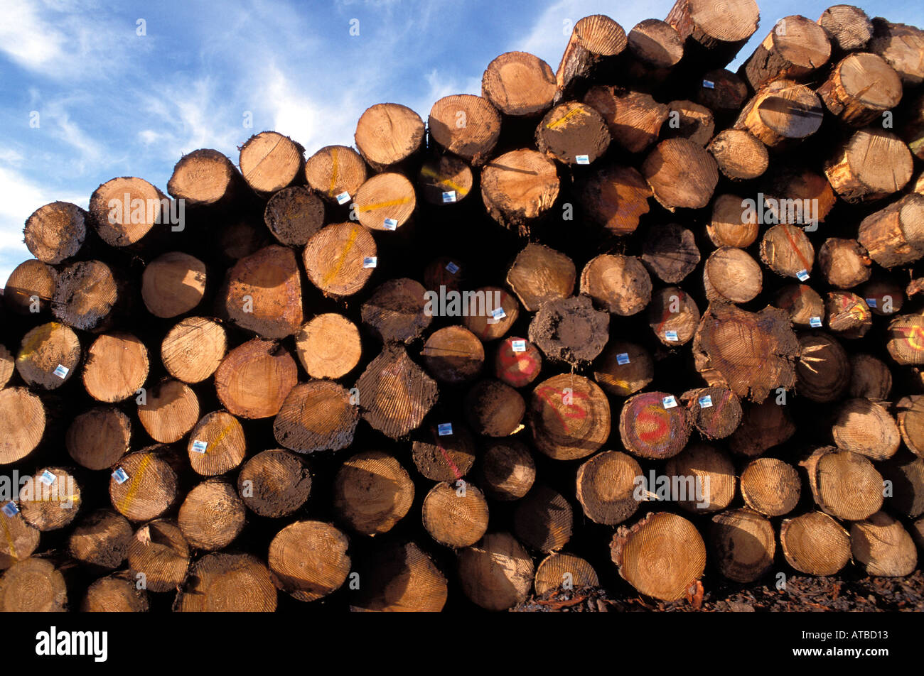 cut tree logs in Tasmania Photo by Bruce Miller © Stock Photo - Alamy