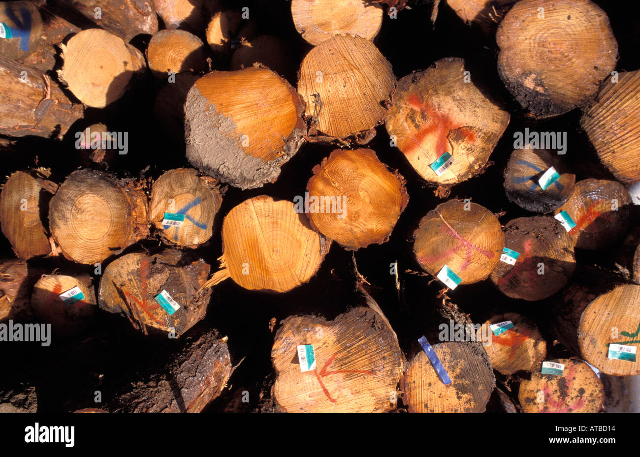 cut tree logs in Tasmania Photo by Bruce Miller © Stock Photo - Alamy