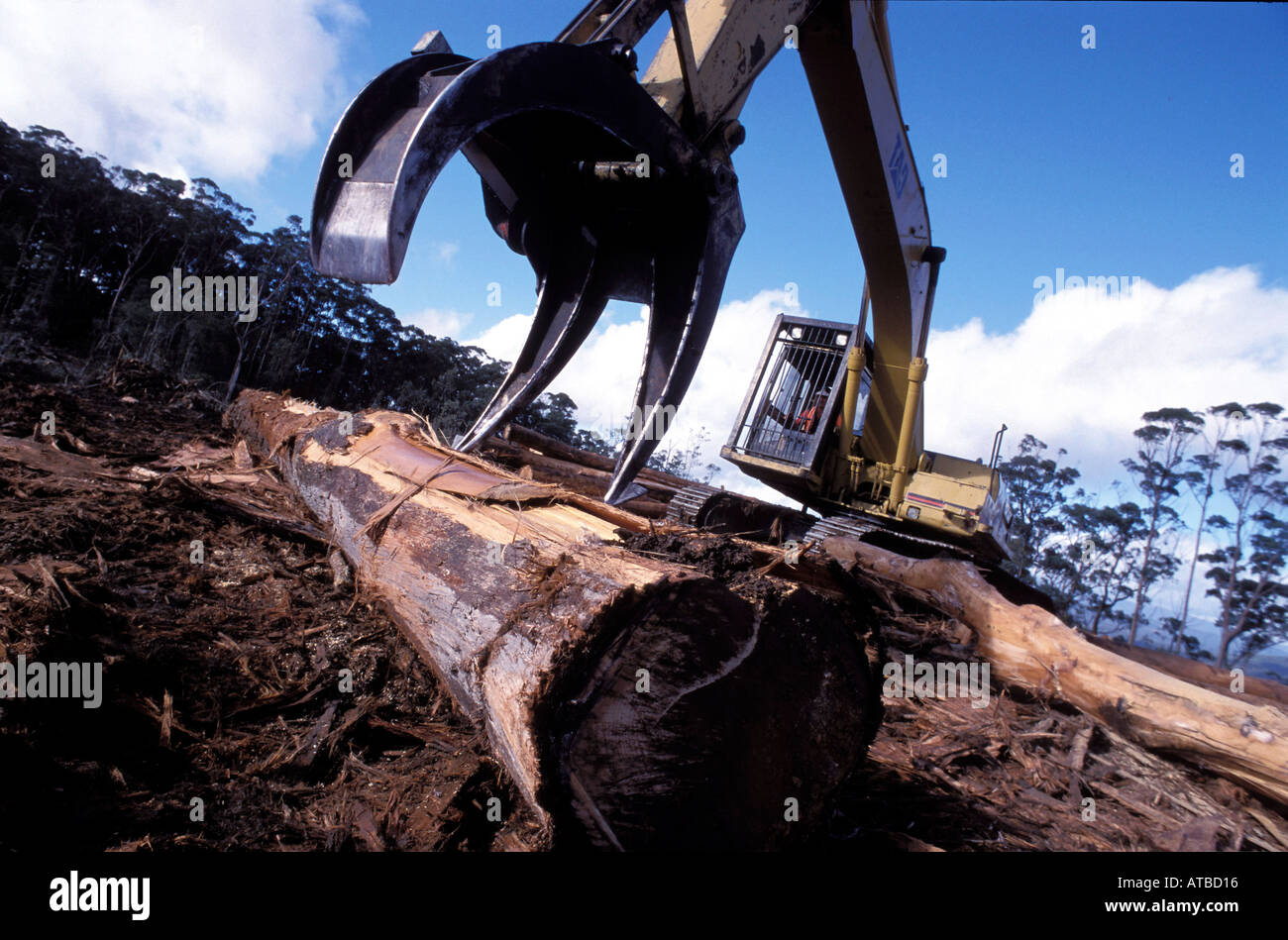 Loading cut tree logs in Tasmania Photo by Bruce Miller © Stock Photo ...