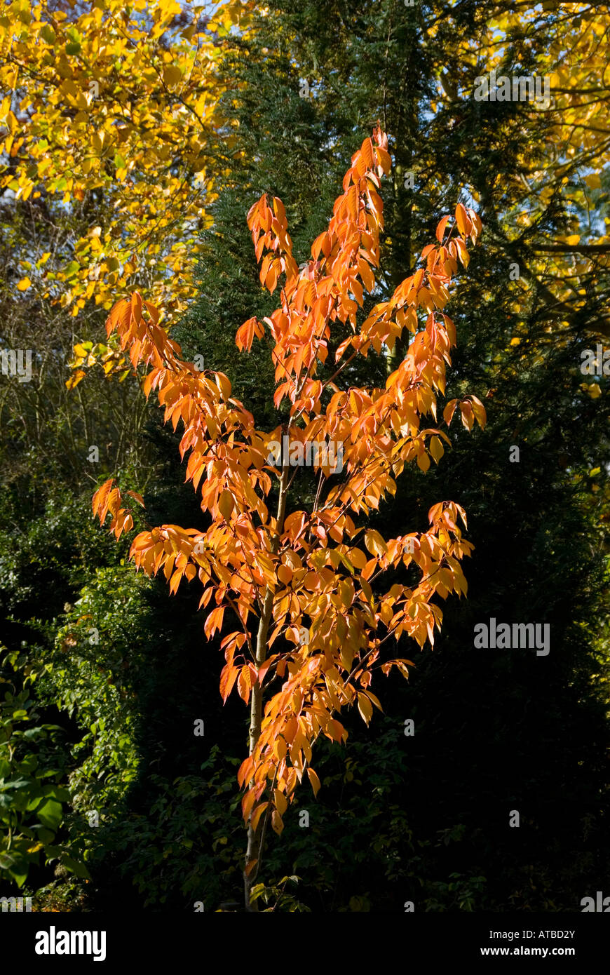 Tree with autmn colours Stock Photo - Alamy