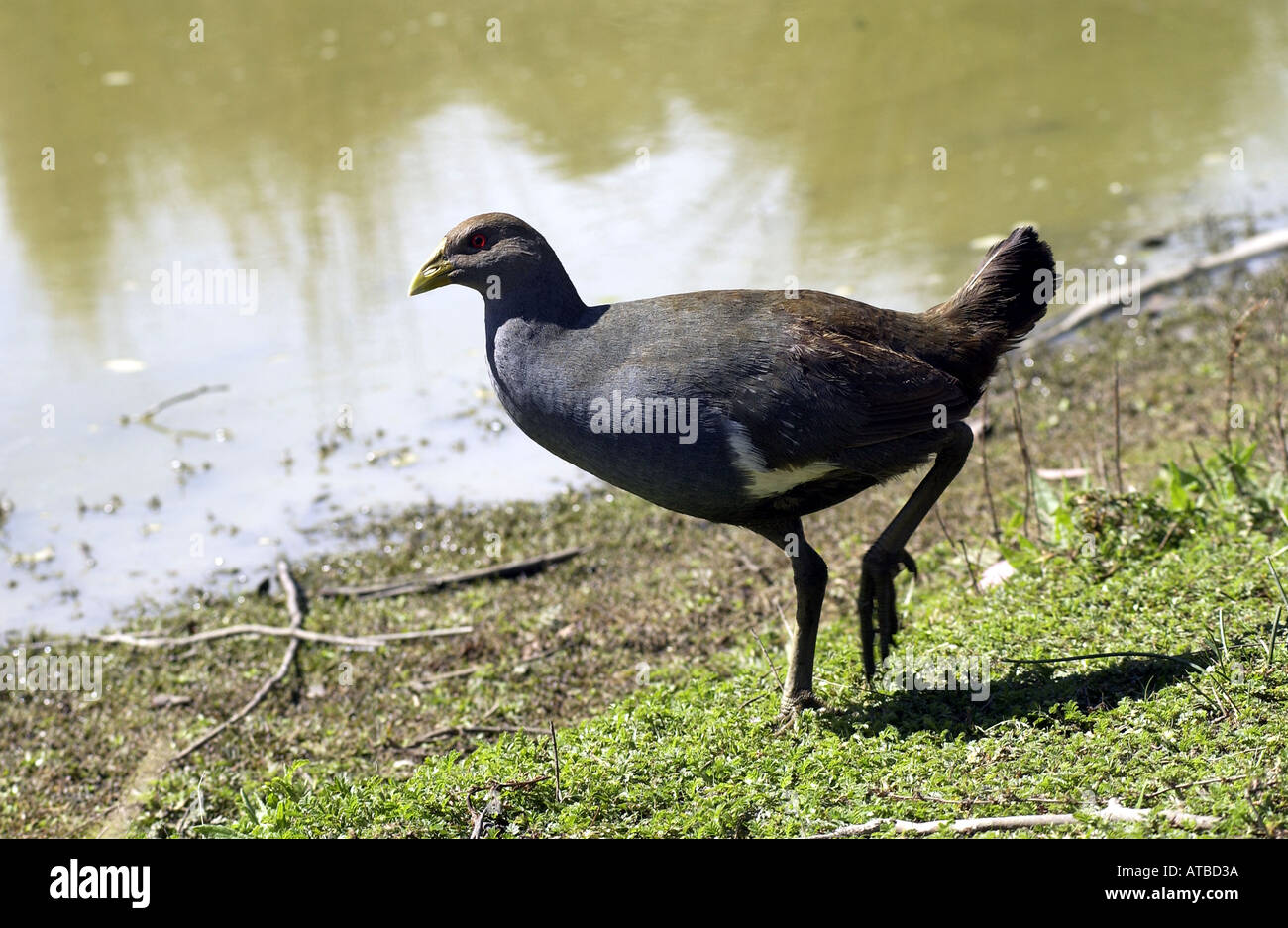 Australia. Tasmania native hen photo by Bruce Miller 10 02 Stock Photo ...