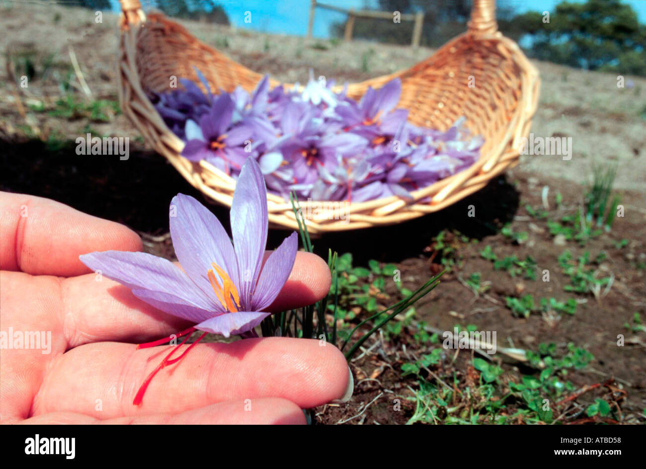 saffron growing Tasmania australia photo by Bruce Miller Stock Photo ...
