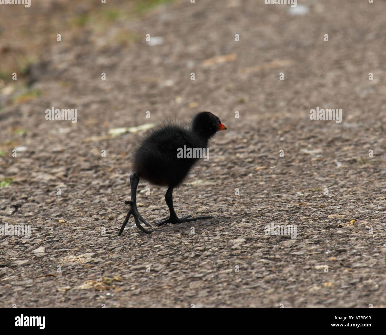 Baby coot hi-res stock photography and images - Alamy