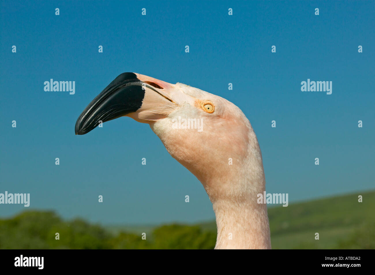 Haughty bird hi-res stock photography and images - Alamy