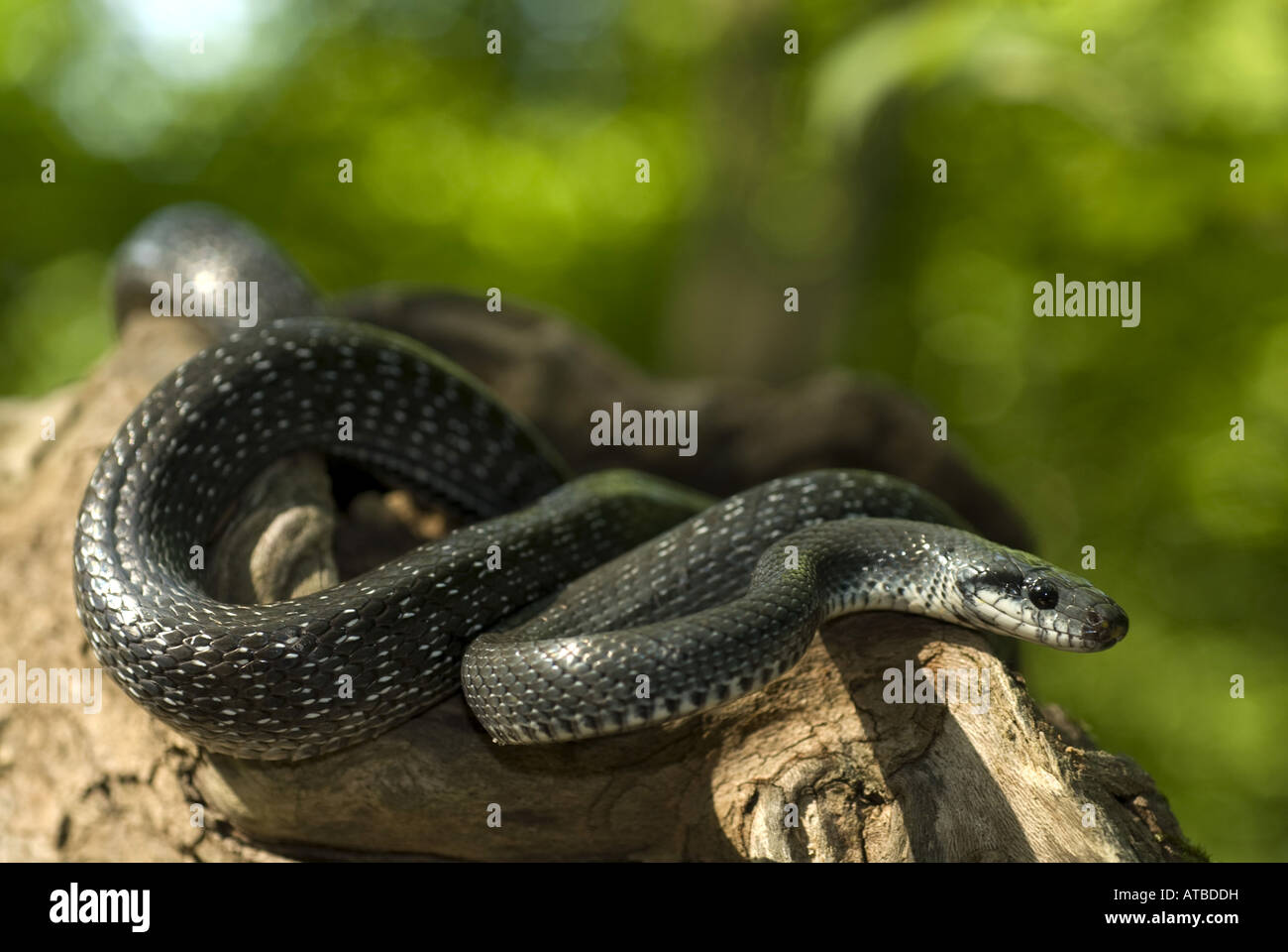 Aesculapian snake (Elaphe longissima), gray individual, Greece ...