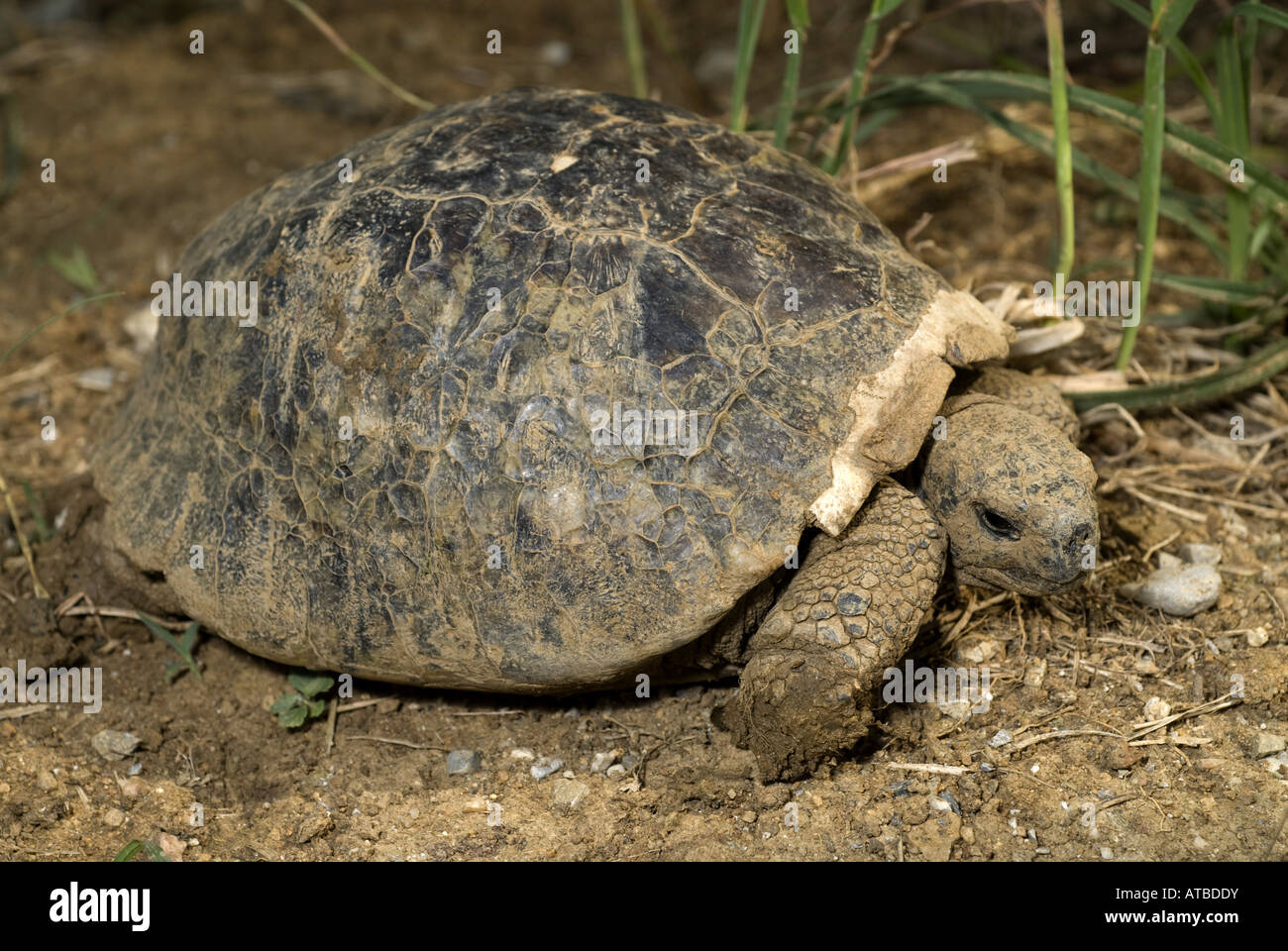 Hermanns tortoise, Greek tortoise, Boettgers tortoise (Testudo hermanni ...