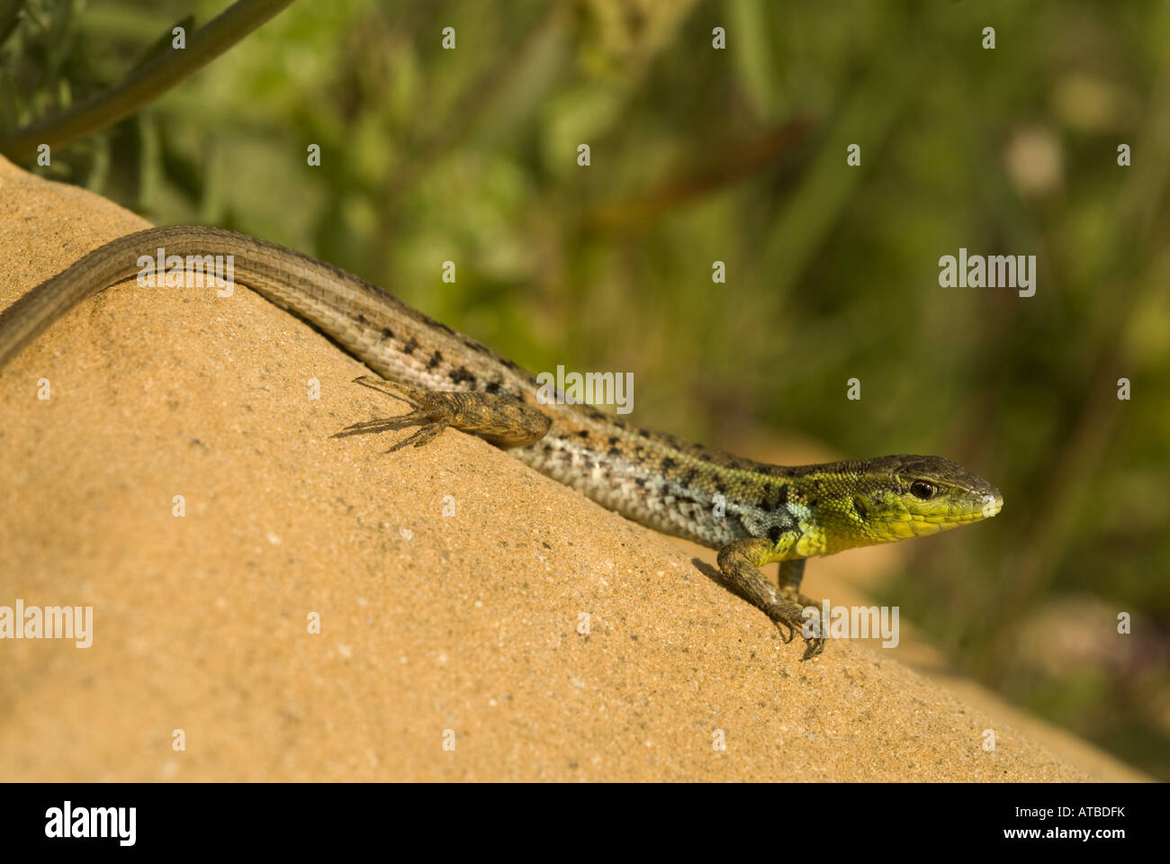 European Snake-eyed Lizard (Ophisops elegans), male, Greece, Limnos ...