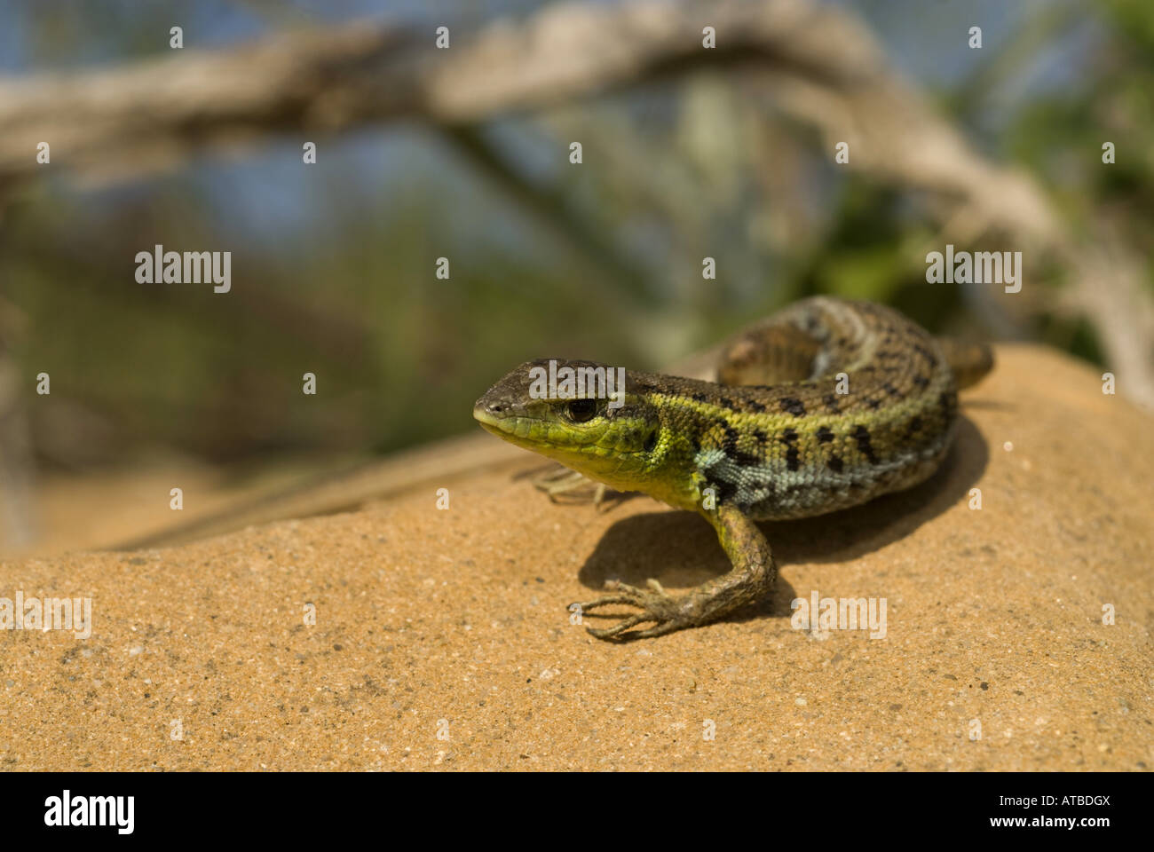 European Snake-eyed Lizard (Ophisops elegans), male, Greece, Limnos ...