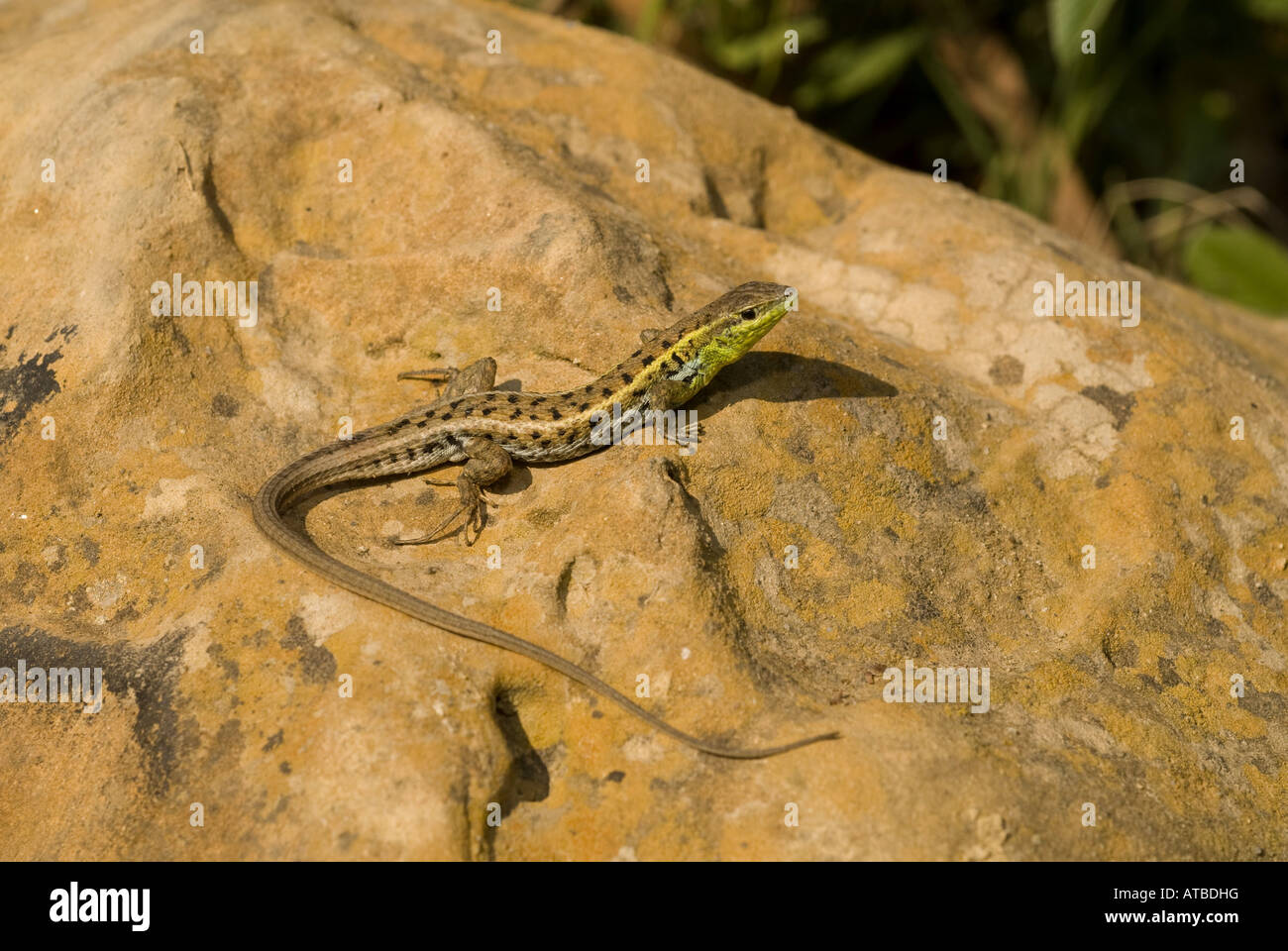 European Snake-eyed Lizard (Ophisops elegans), sunbathing on a stone ...