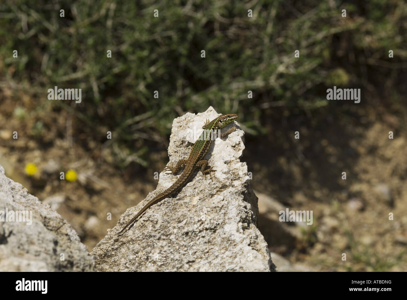 Skyros Wall Lizard (Podarcis gaigae), on a stone, Greece, Skyros Stock ...