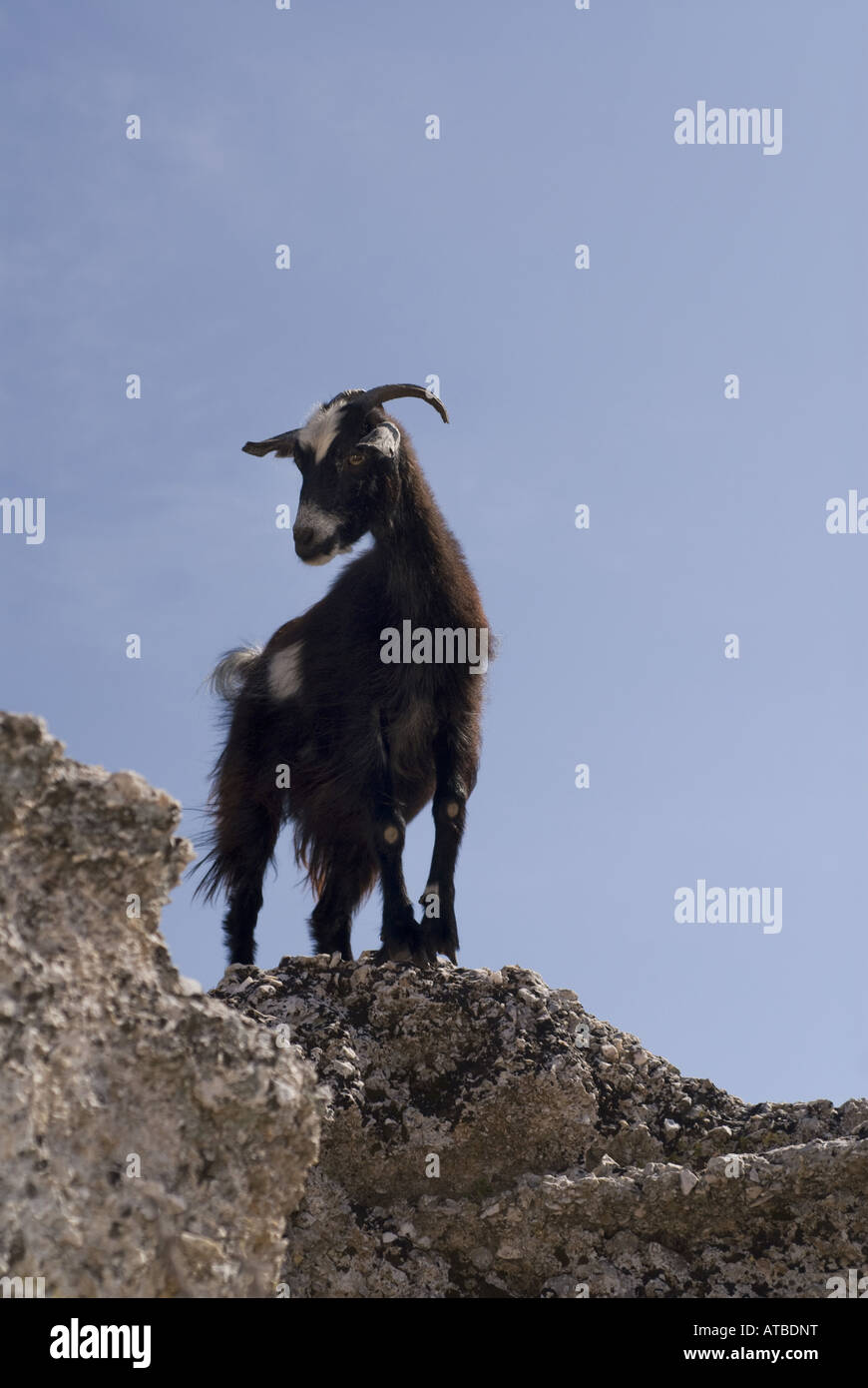 domestic goat (Capra hircus, Capra aegagrus f. hircus), standing on a ...